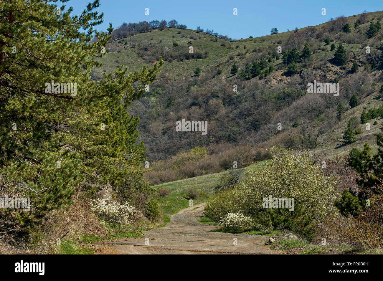 Springtime panorama landscape with pine or pinus and deciduous forest ...