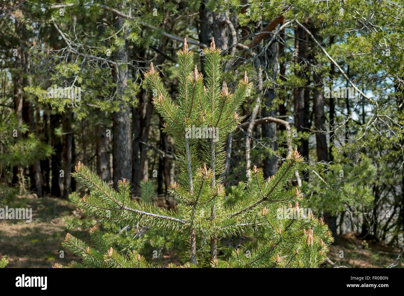 Background with pine tree branch and pine or pinus forest, mountain ...