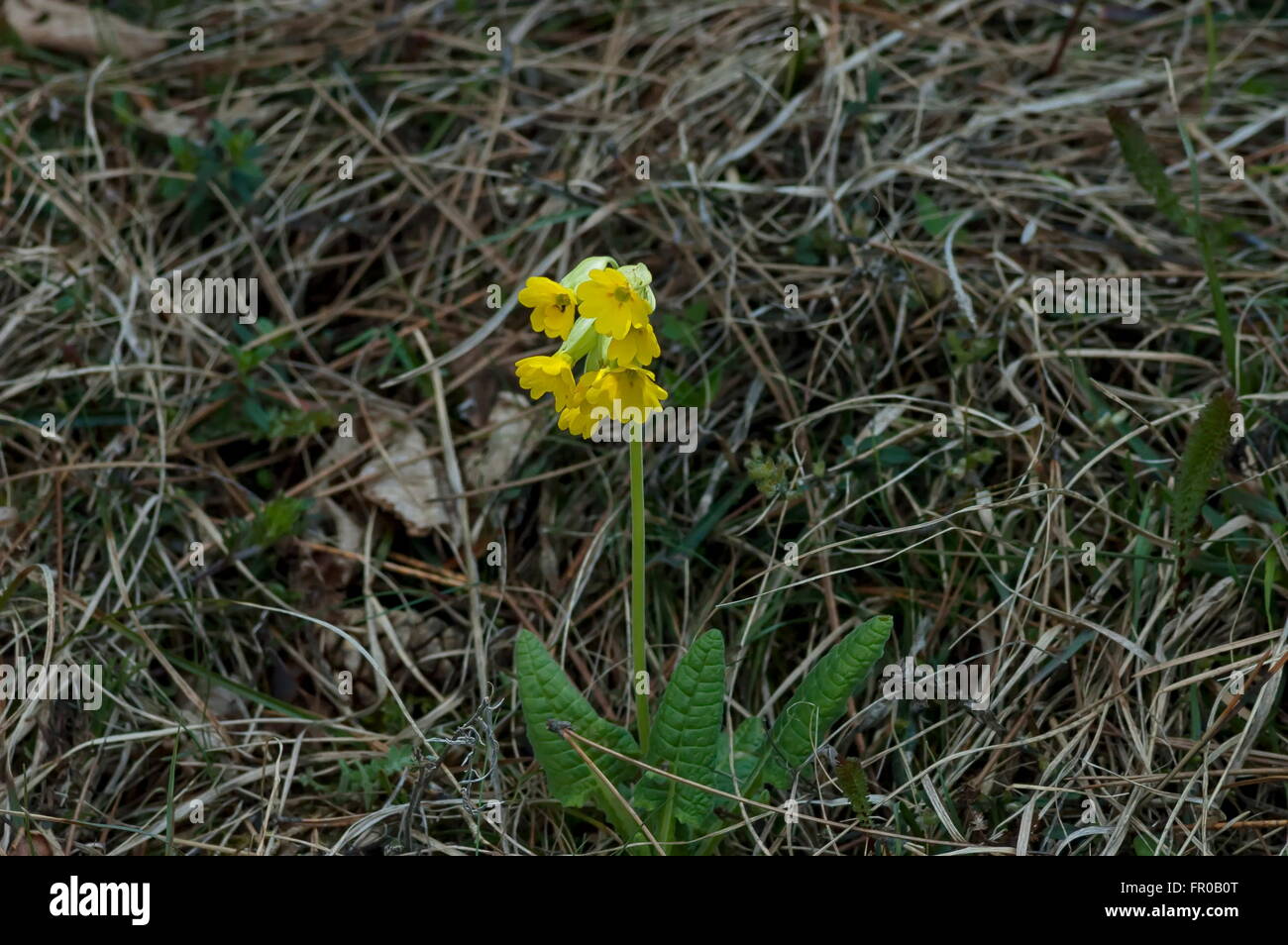 Primula veris (Cowslip). Common in the fields and lawns of Murgash ...