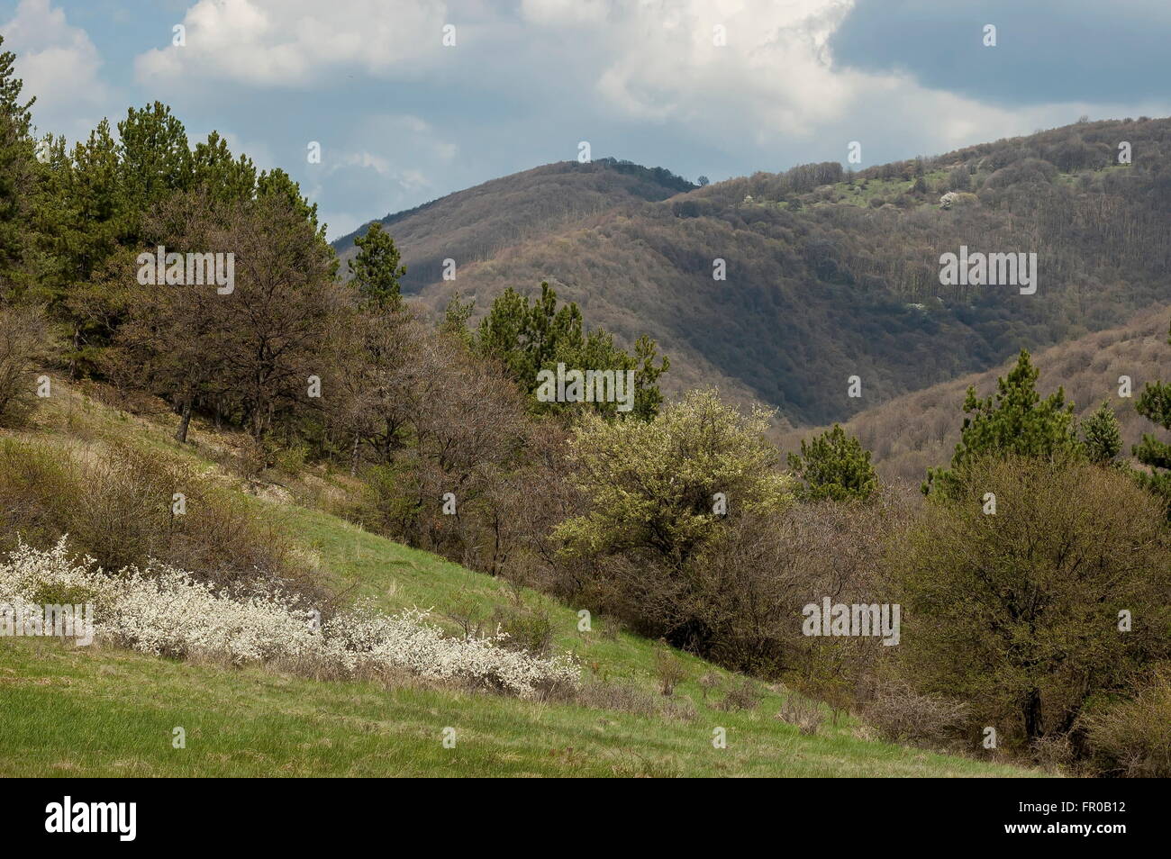 Springtime panorama landscape with pine or pinus and deciduous forest ...