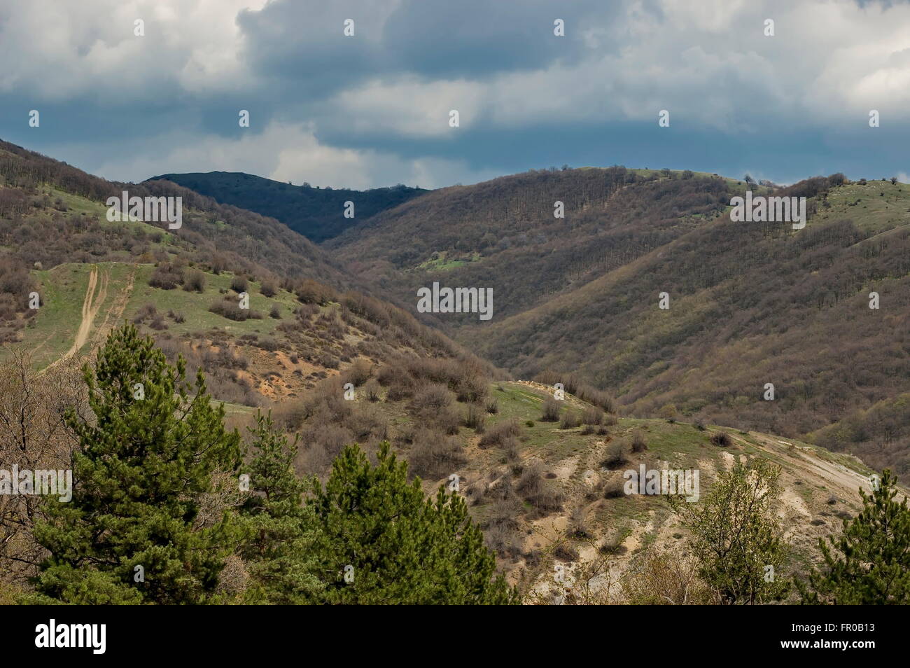 Springtime panorama landscape with pine or pinus and deciduous forest ...