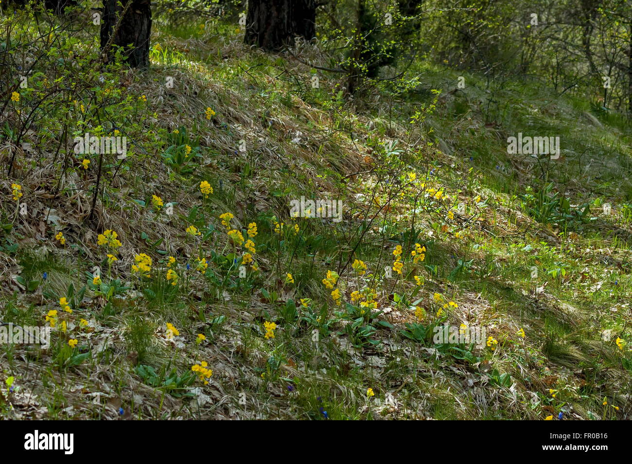 Primula veris (Cowslip). Common in the fields and lawns of Murgash ...