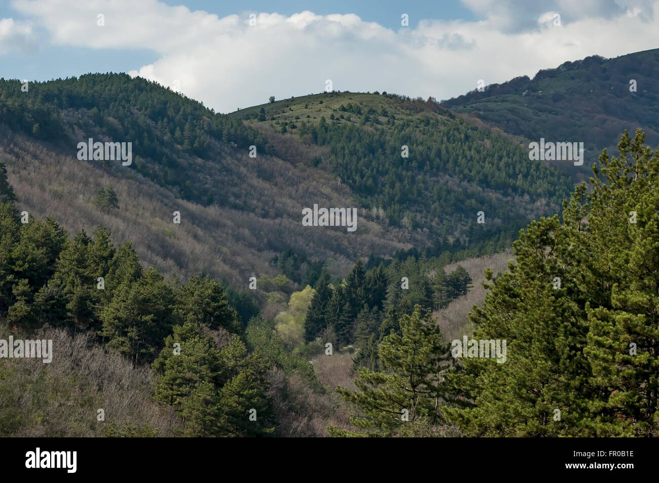 Springtime panorama landscape with pine or pinus and deciduous forest ...
