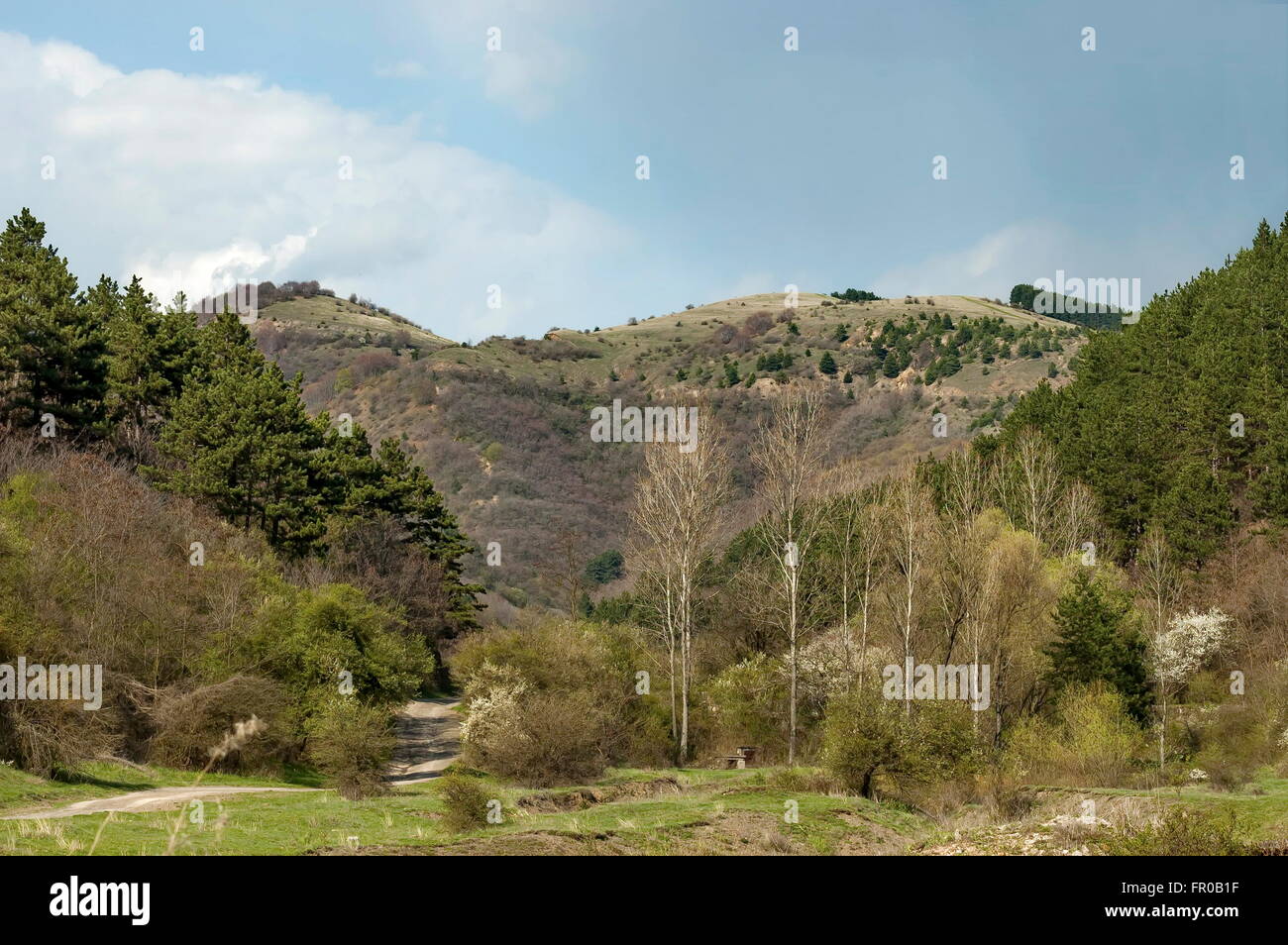 Springtime panorama landscape with pine or pinus and deciduous forest ...