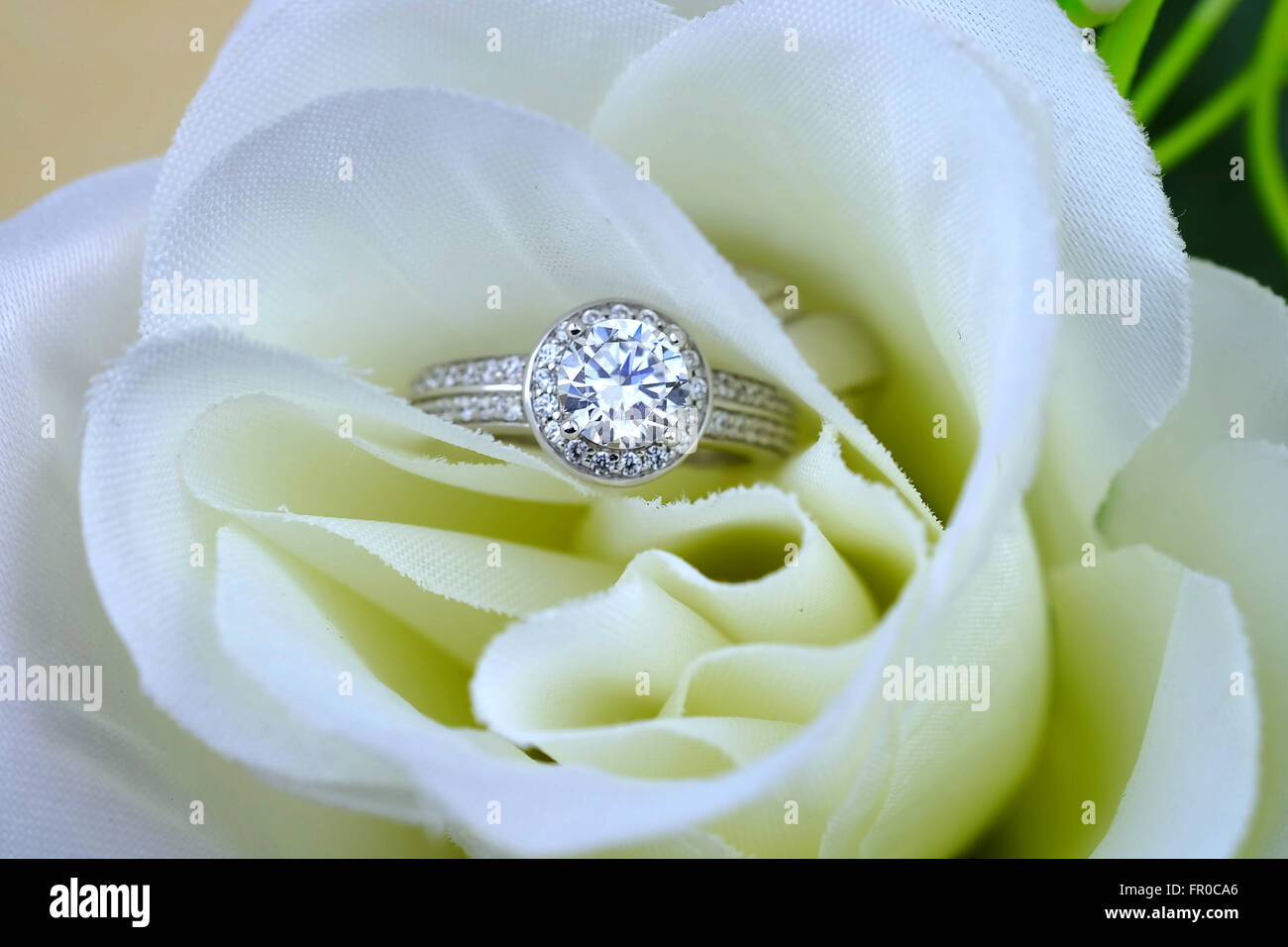 White rose with rings hi-res stock photography and images - Alamy