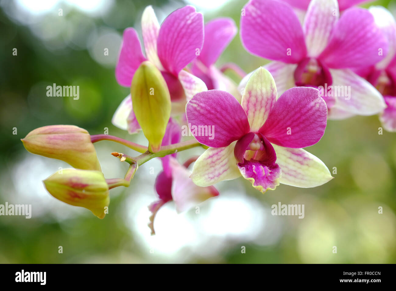Orchids in nature Stock Photo - Alamy