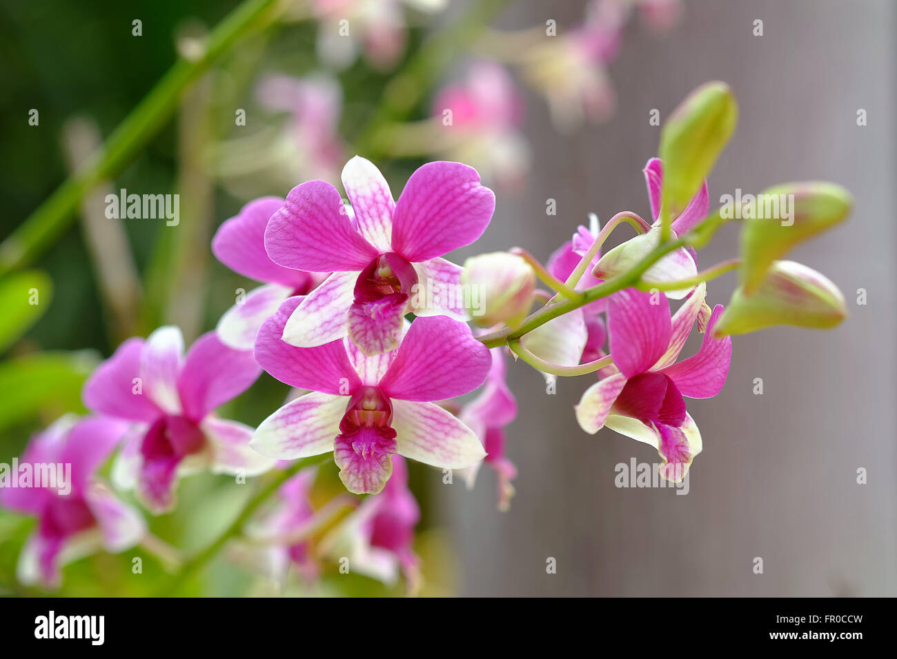 Orchids in nature Stock Photo - Alamy