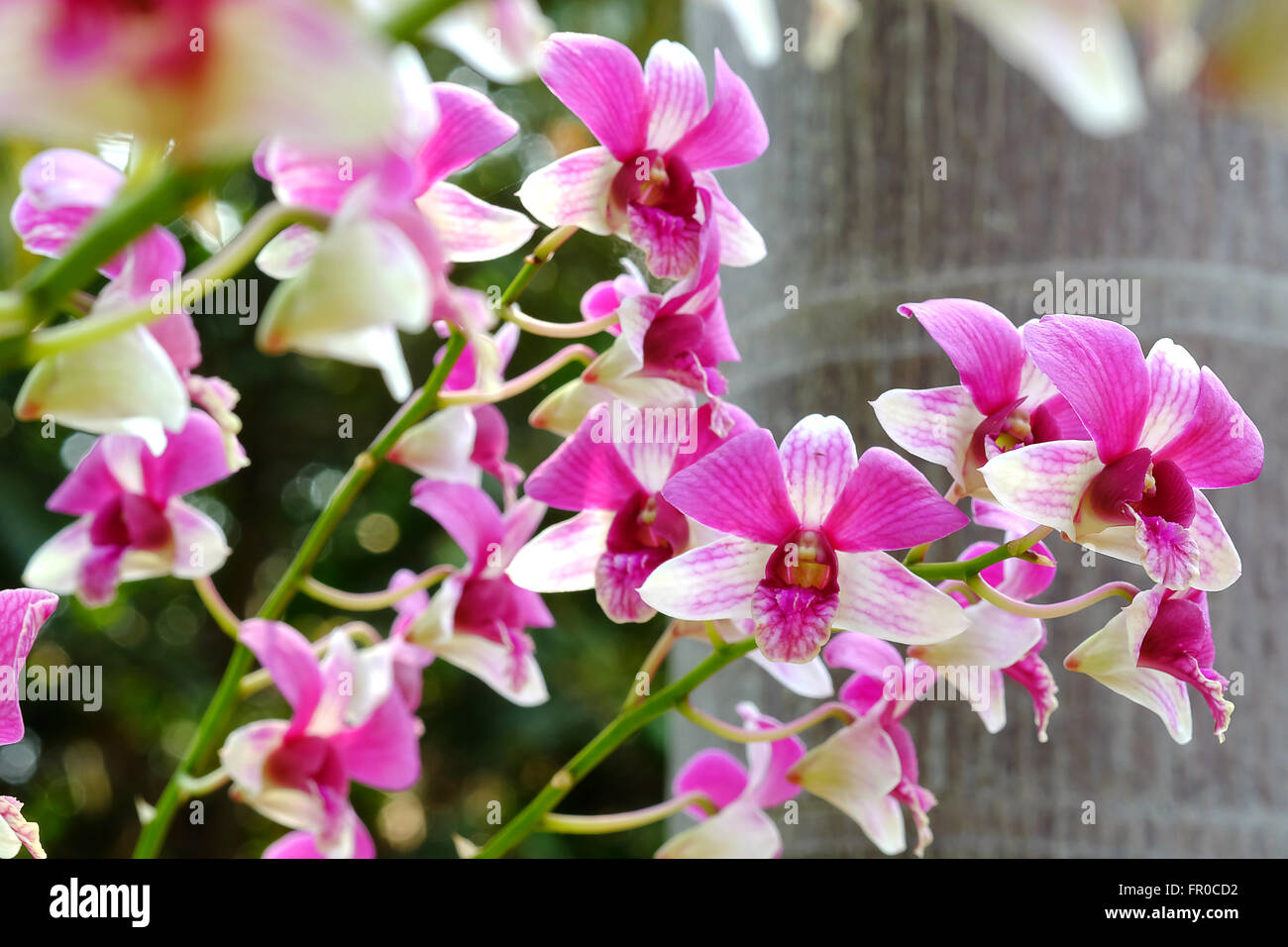Orchids in nature Stock Photo - Alamy