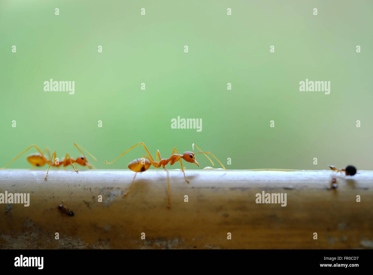 Close up ants on ground hi-res stock photography and images - Alamy