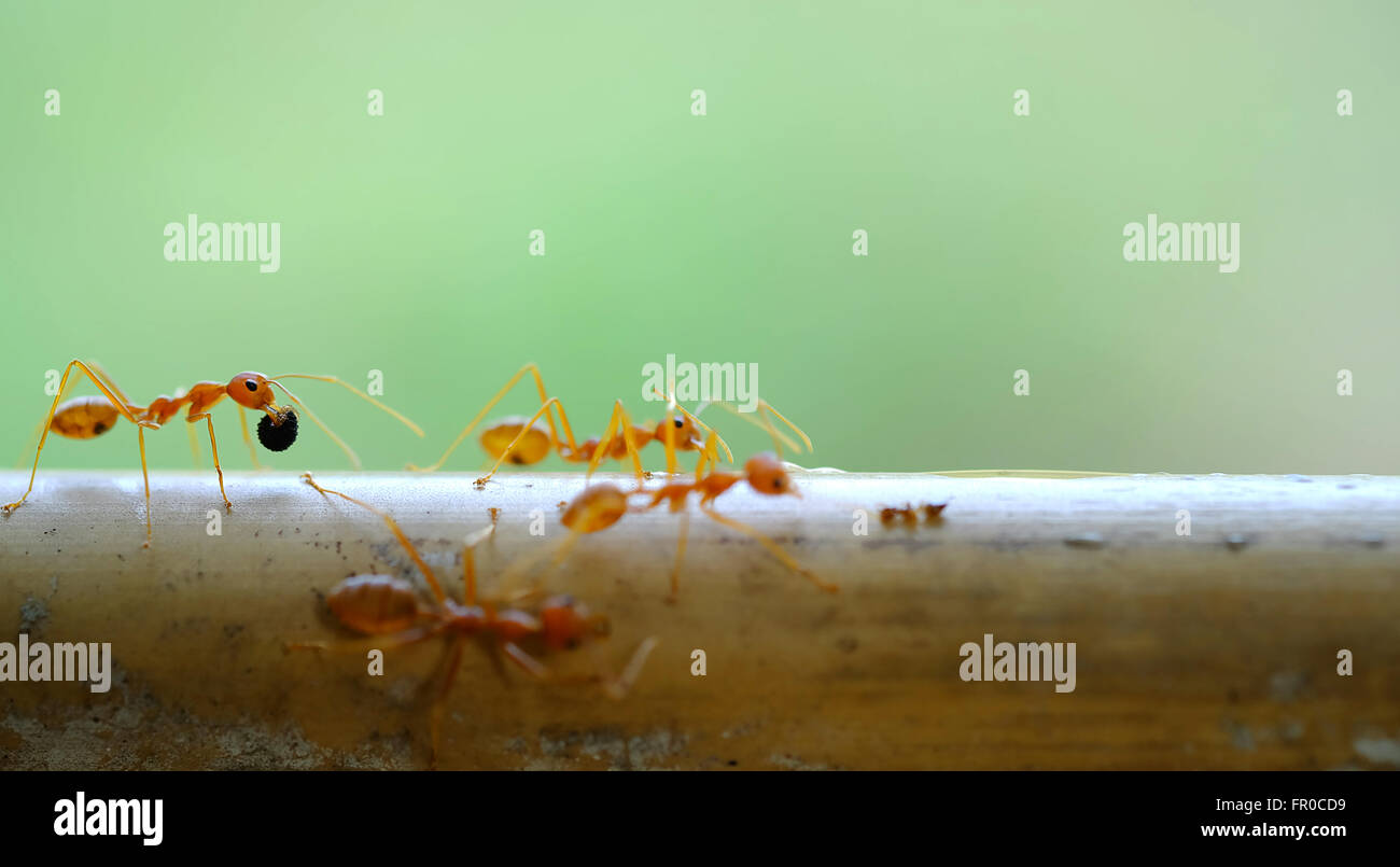 red ants on the wood close-up Stock Photo - Alamy