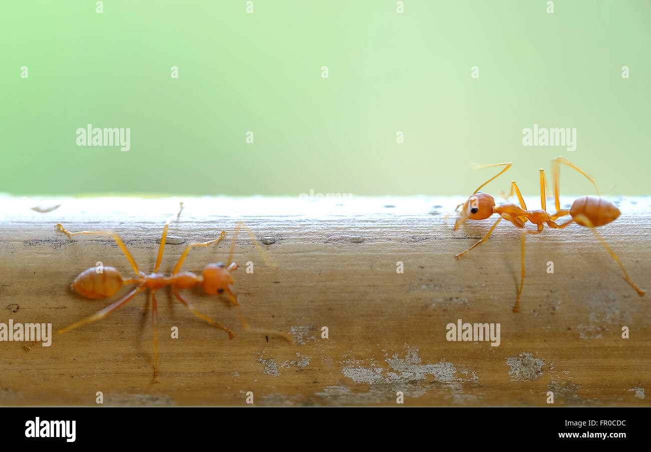 Close up red ants hi-res stock photography and images - Alamy