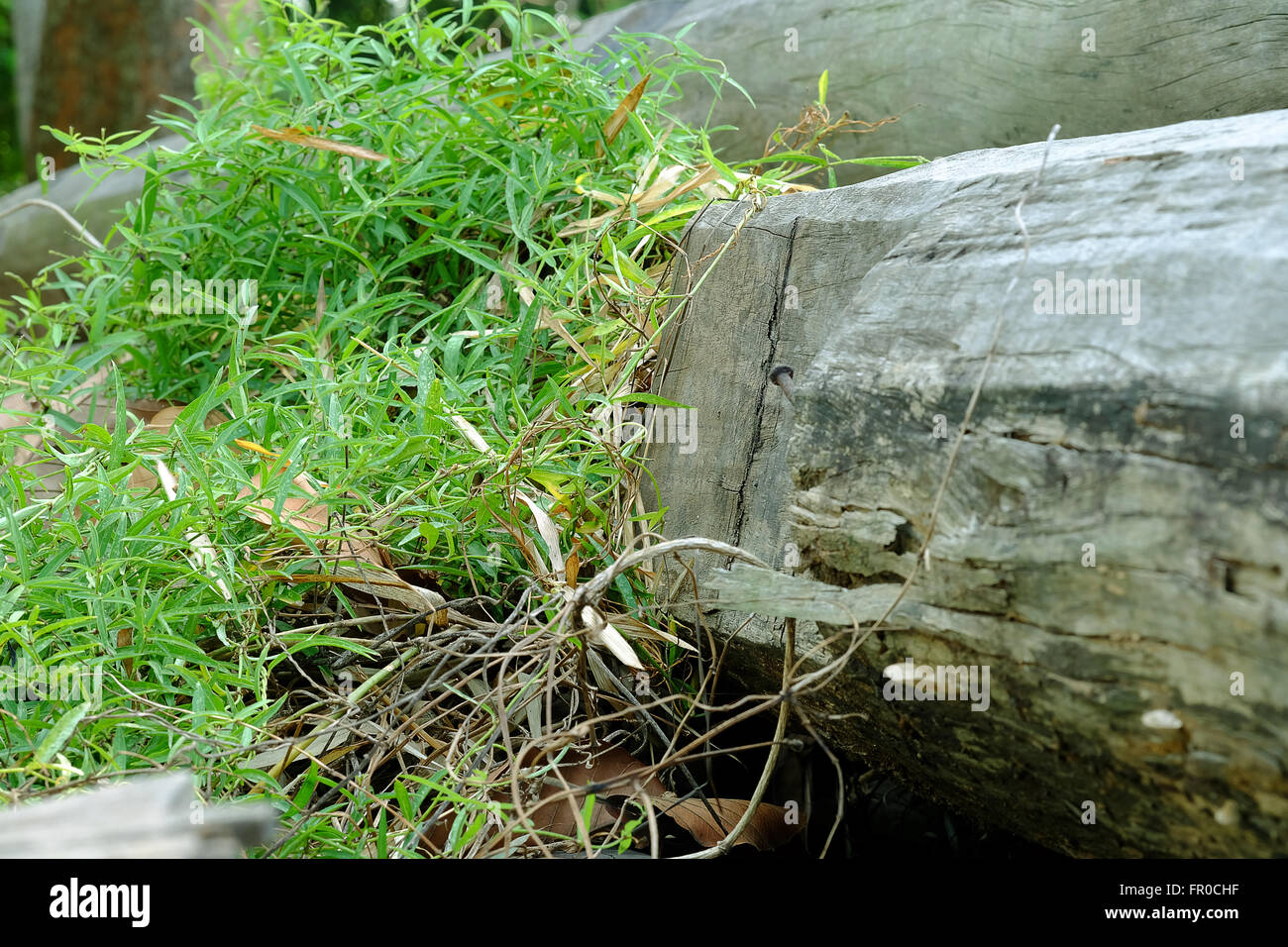 Clump grass hi-res stock photography and images - Alamy