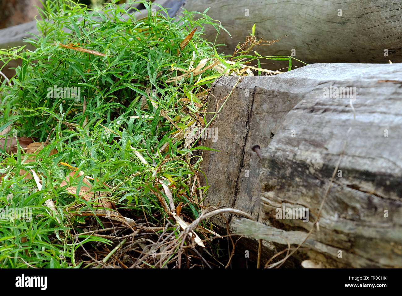 Clump grass hi-res stock photography and images - Alamy