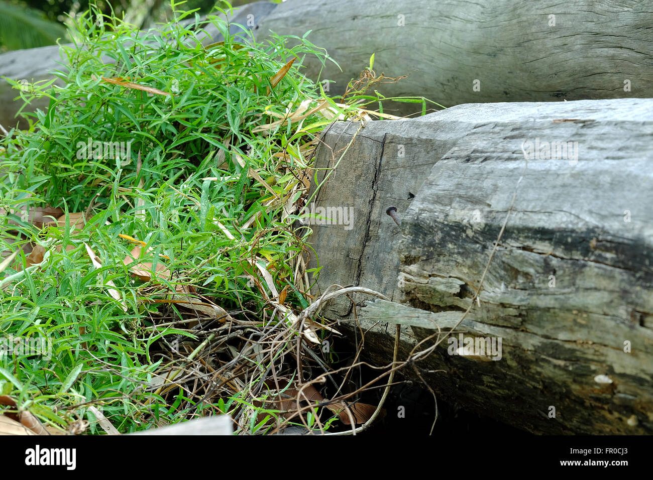 Clump grass hi-res stock photography and images - Alamy