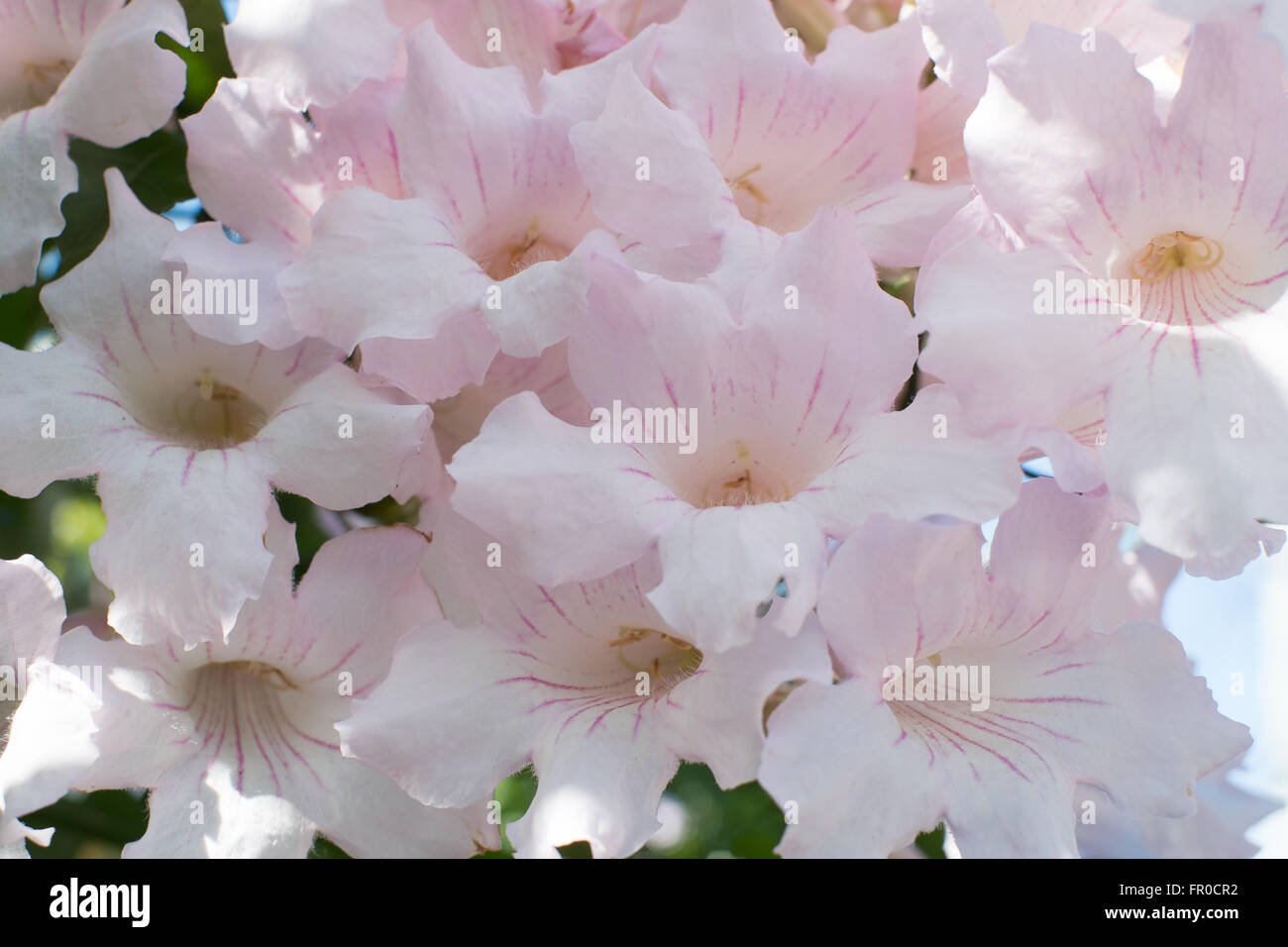 Brite hi-res stock photography and images - Alamy