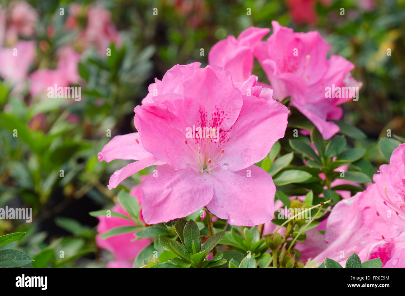 Azalea tree hi-res stock photography and images - Alamy