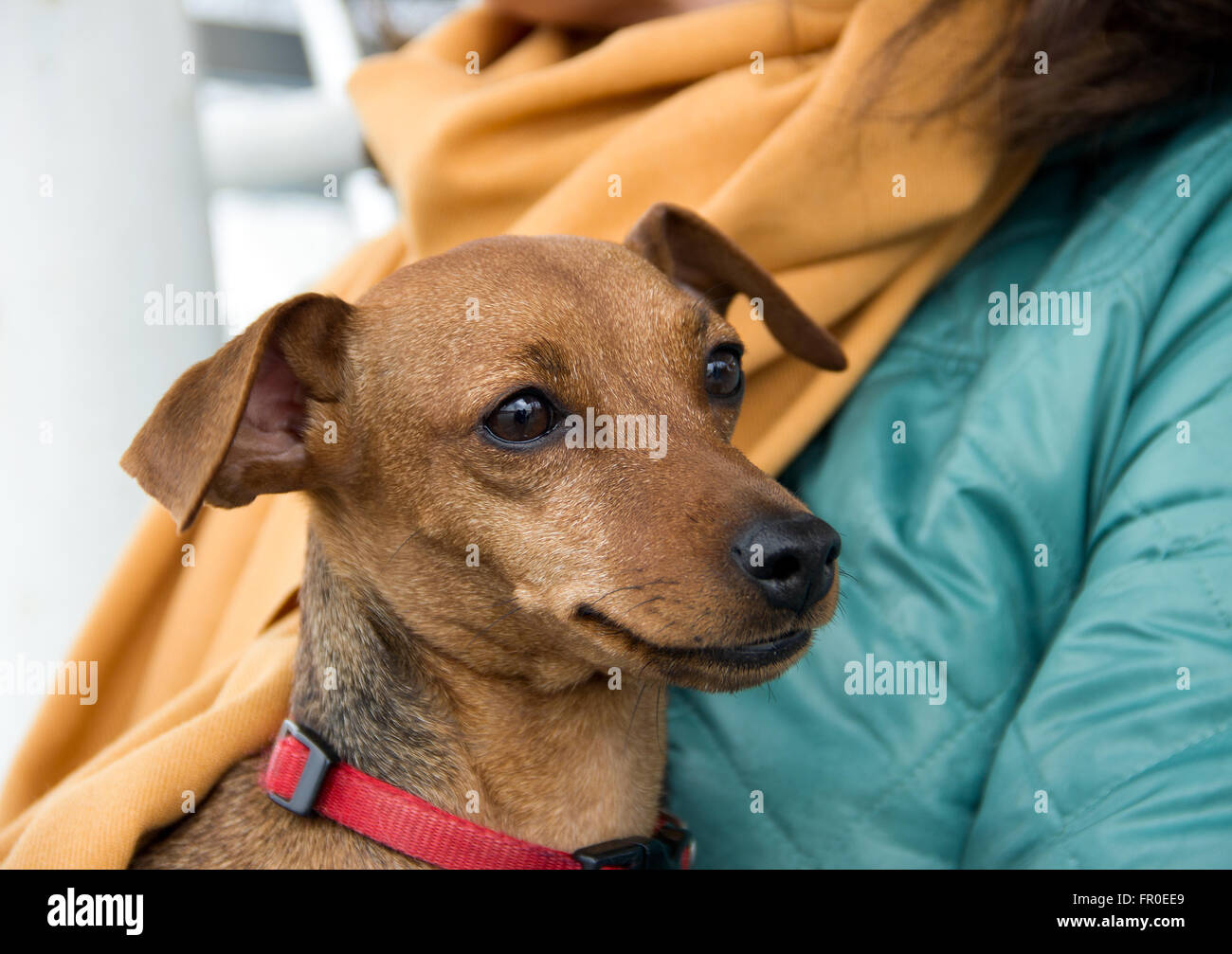 Zwergpinscher hi-res stock photography and images - Alamy