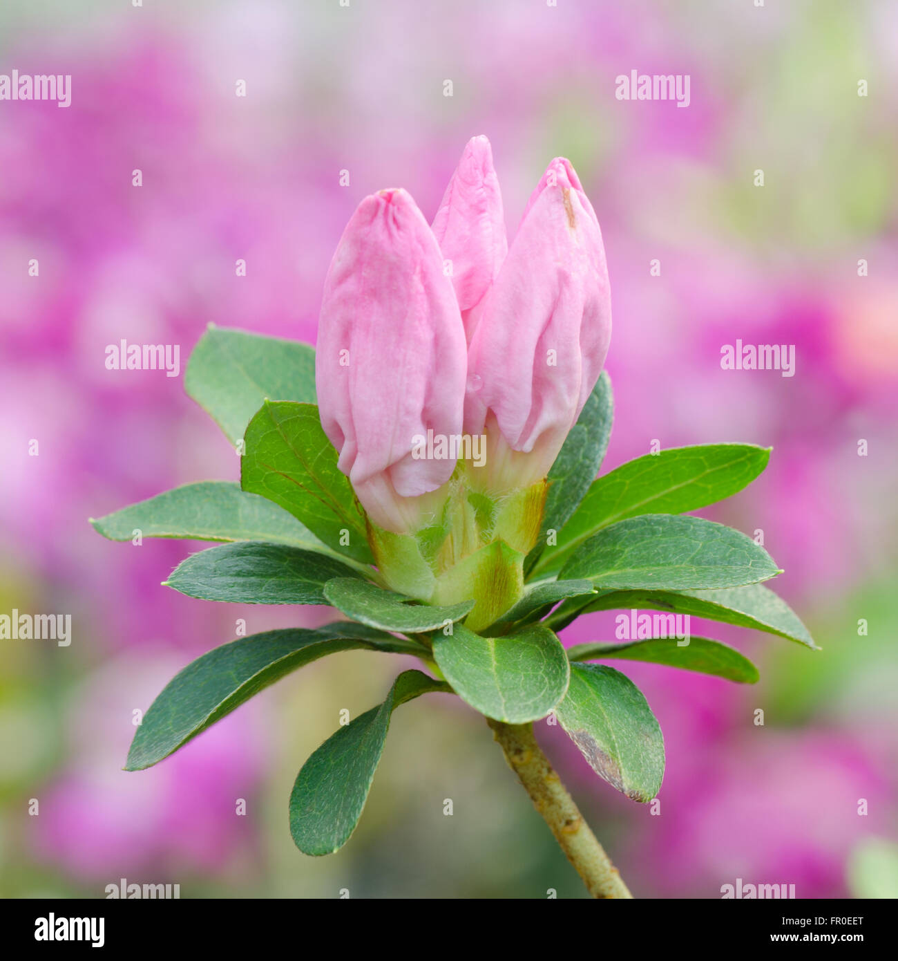 Azalea leaf hi-res stock photography and images - Alamy