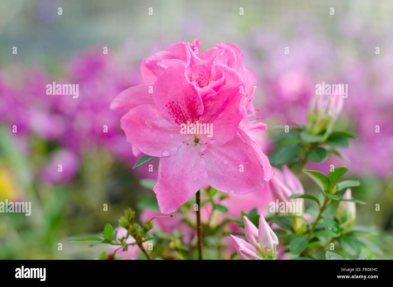 Azalea blooming on tree Stock Photo - Alamy
