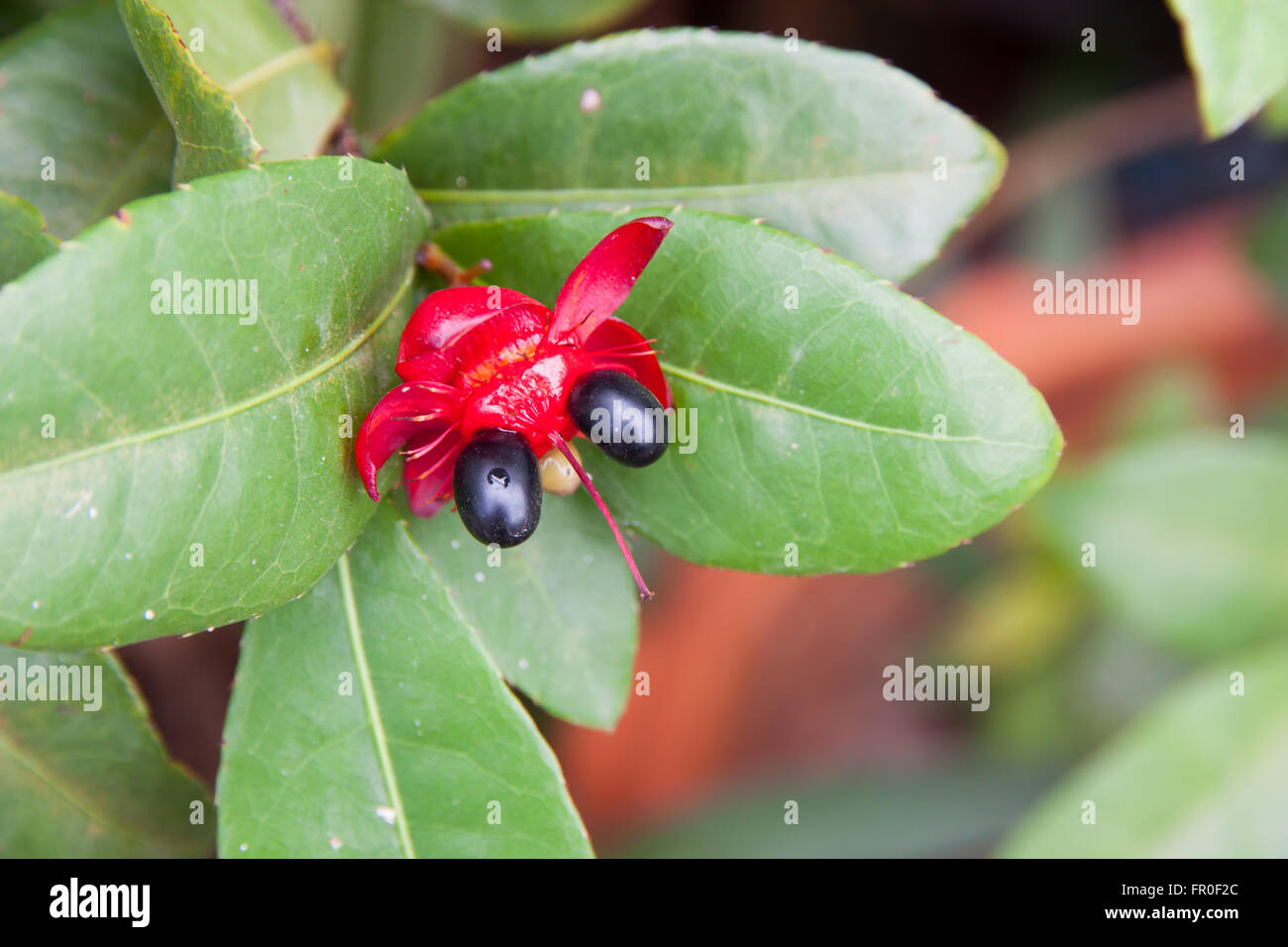 Mickey mouse plant hi-res stock photography and images - Alamy