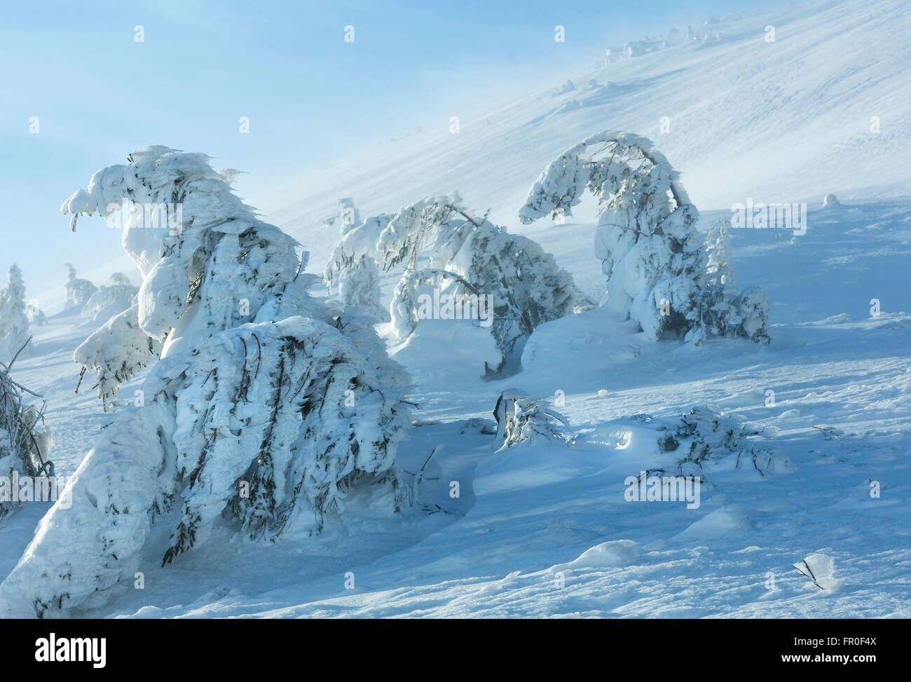 Icy snowy fir trees on winter morning hill in cloudy misty windy ...