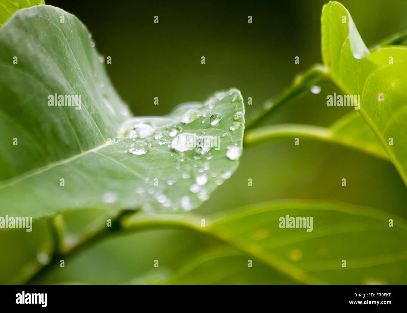 Morning dew on leaves in nature Stock Photo - Alamy