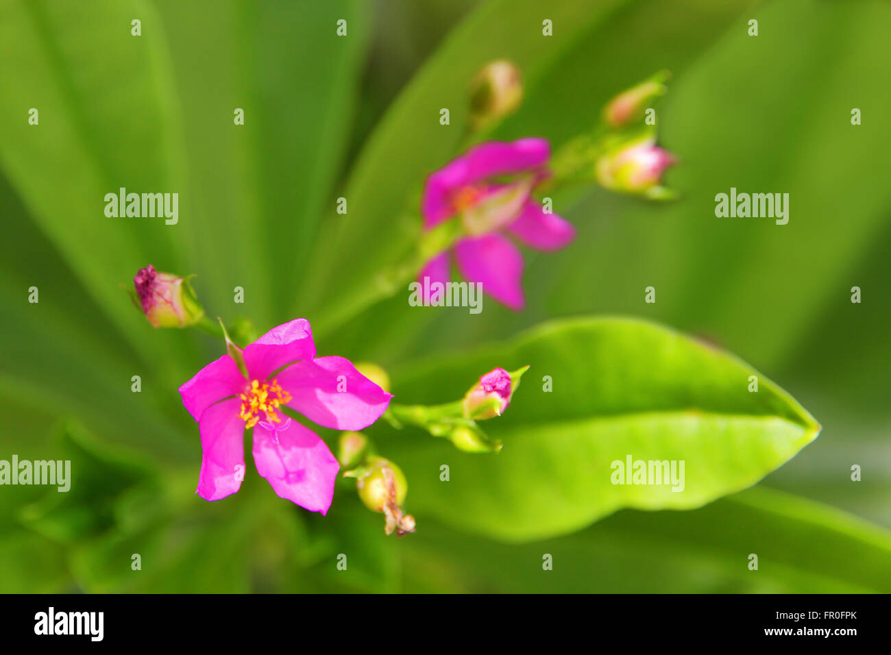 Light pink tropical flower hi-res stock photography and images - Alamy