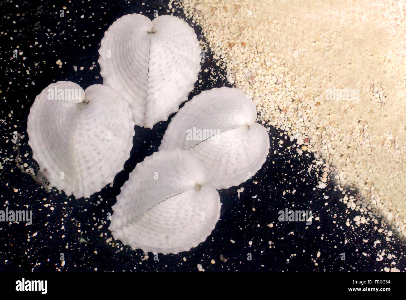true heart cockle on black rock Stock Photo - Alamy