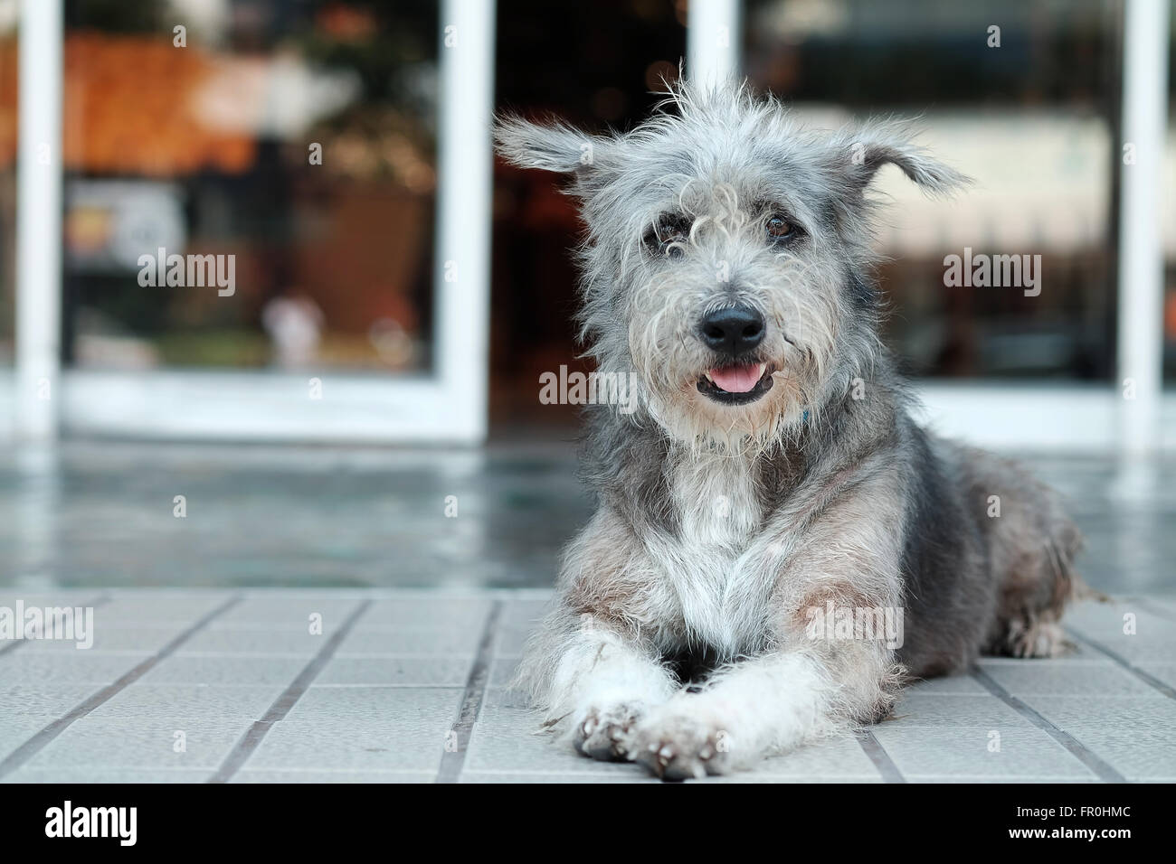 Thailand Dog Looking a Hope Stock Photo - Alamy