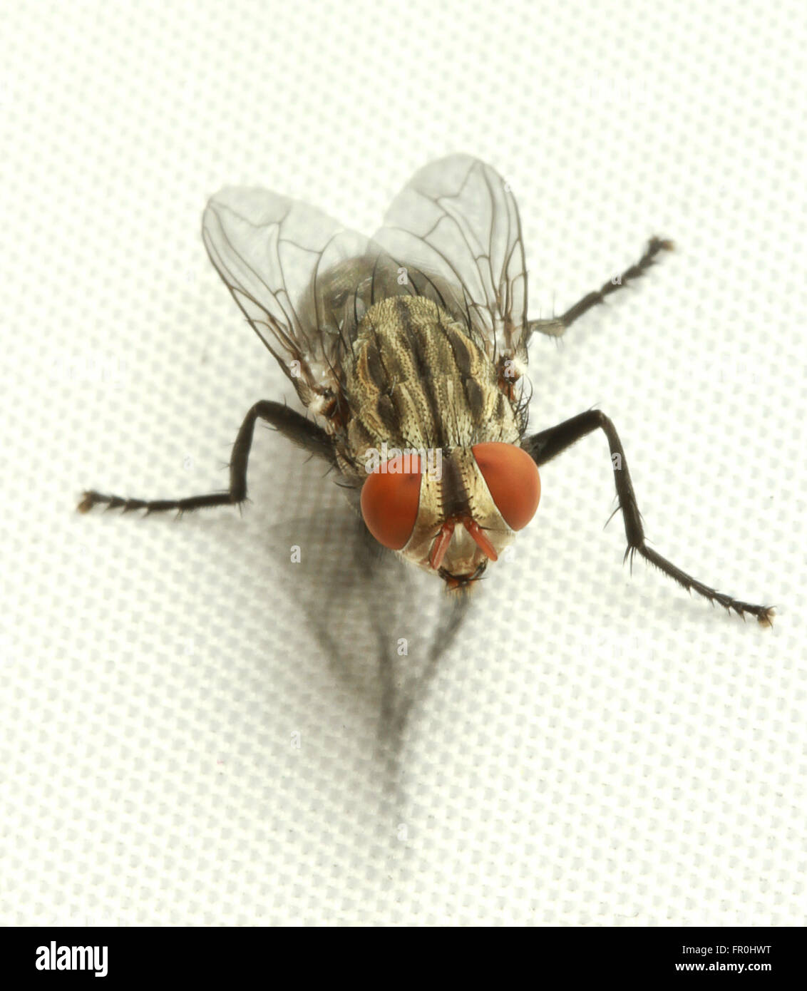 House Fly on white fabric Stock Photo - Alamy