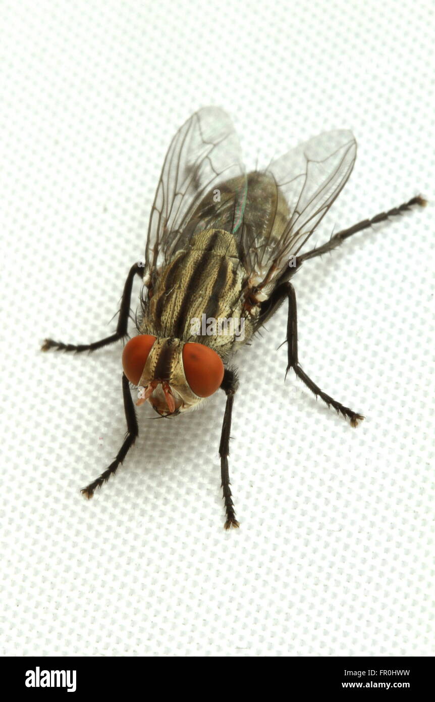 House Fly on white fabric Stock Photo - Alamy