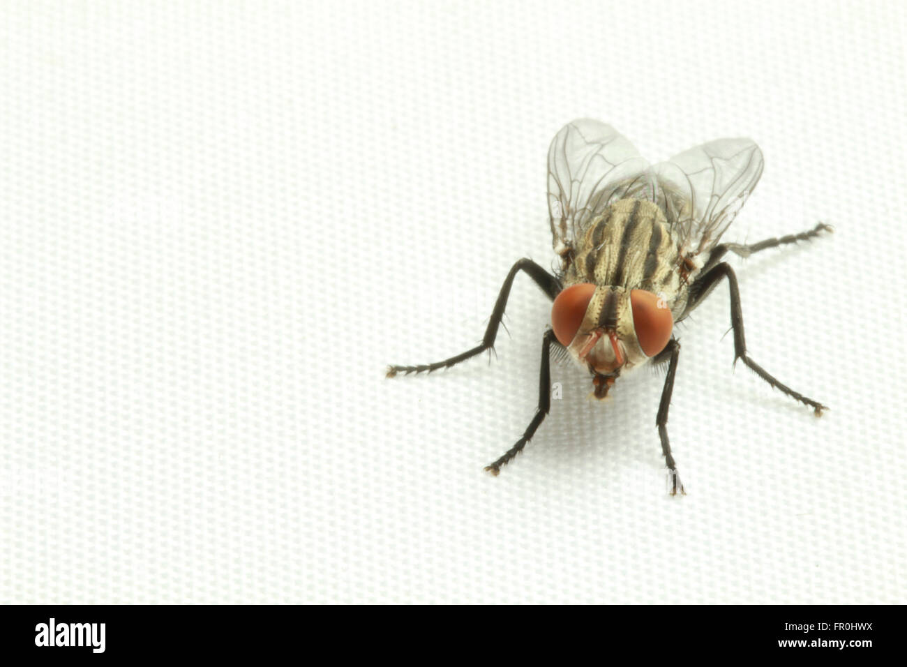 House Fly on white fabric Stock Photo - Alamy