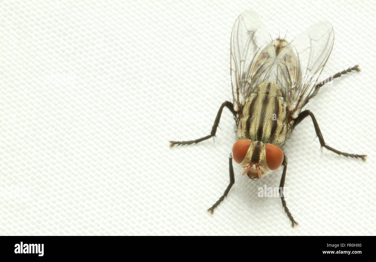 House Fly on white fabric Stock Photo - Alamy