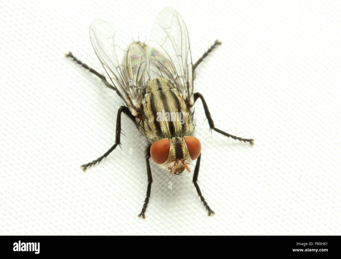 House Fly on white fabric Stock Photo - Alamy