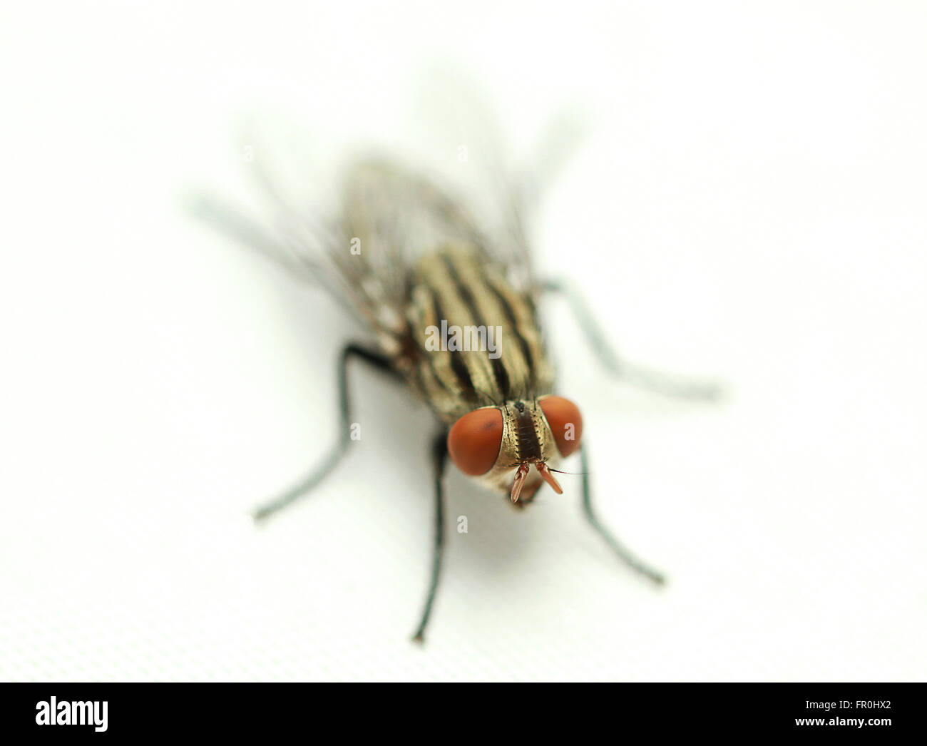 Fabric studio Cut Out Stock Images & Pictures - Alamy