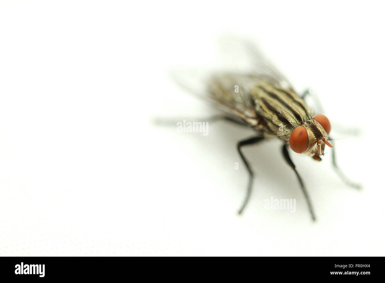 House Fly on white fabric Stock Photo - Alamy