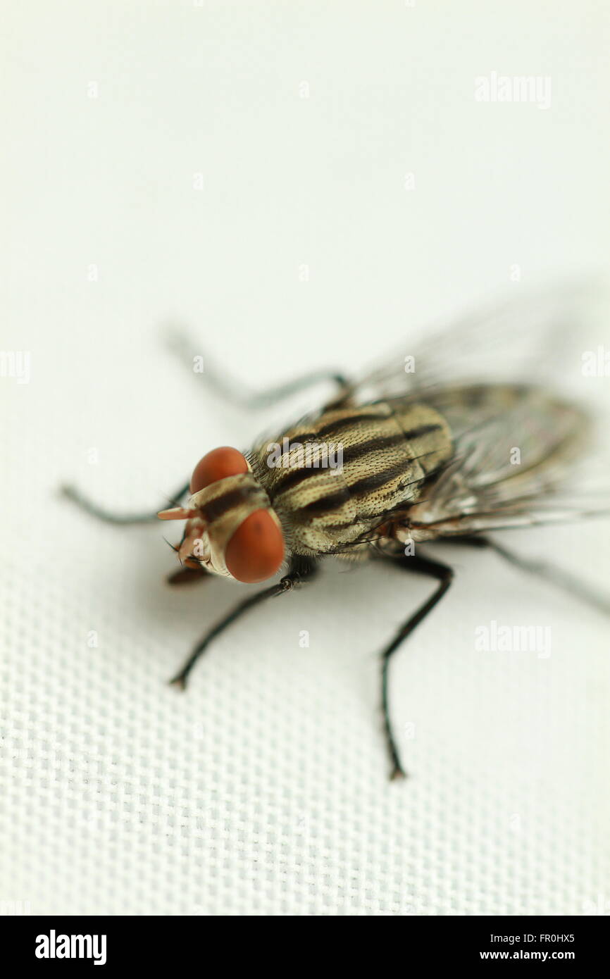 House Fly on white fabric Stock Photo - Alamy