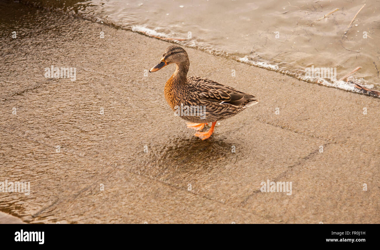 A close up photograph of a british duck at the waters edge in Hardwick ...