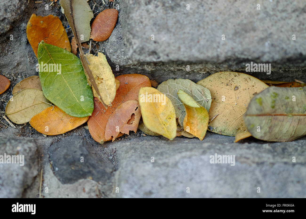 Leaves on path in Thailand Stock Photo - Alamy