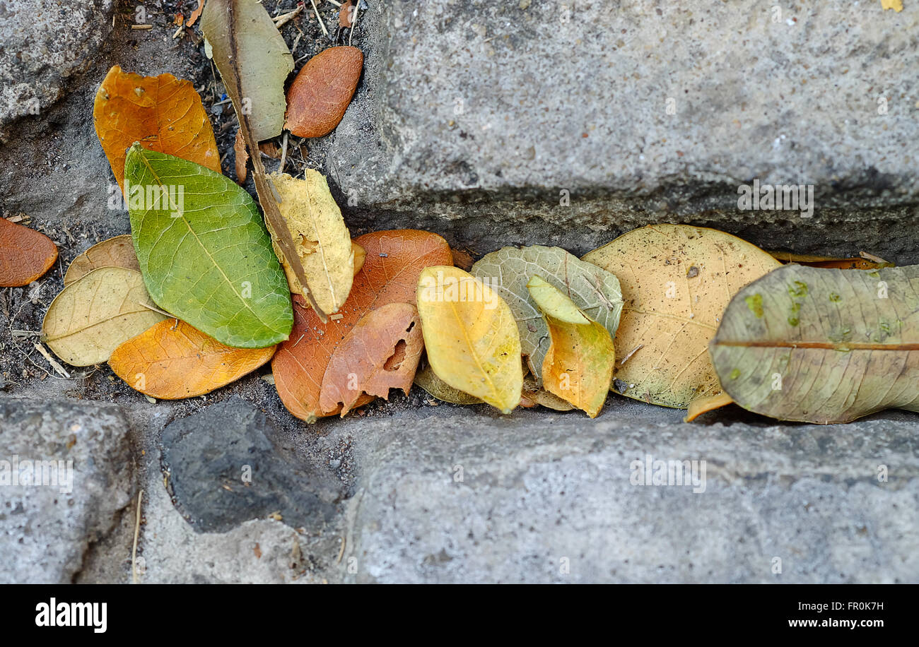 Leaves on path in Thailand Stock Photo - Alamy
