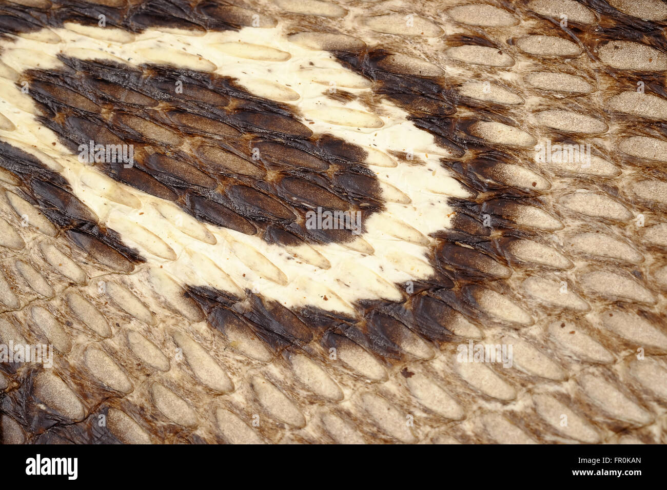 Snake leather or cobra skin texture - closeup, macro Stock Photo - Alamy