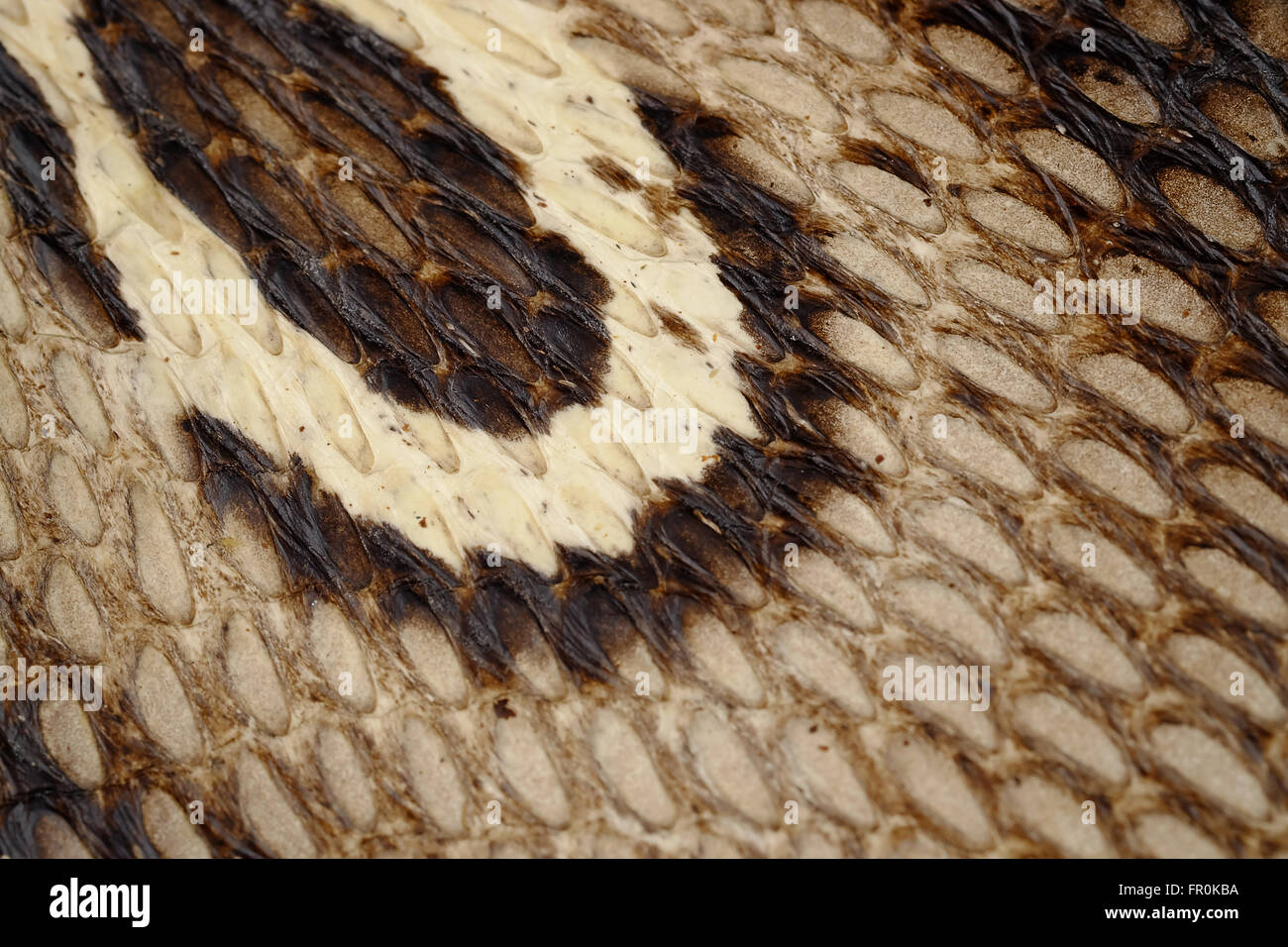Snake leather or cobra skin texture - closeup, macro Stock Photo - Alamy