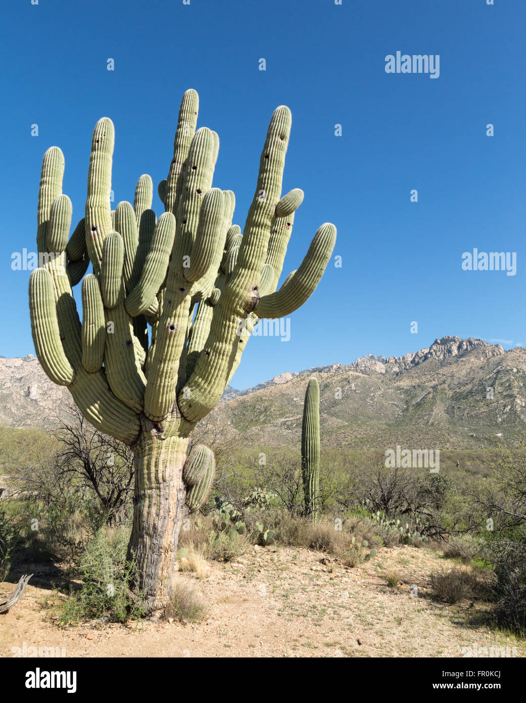 Arizona's Catalina State Park Stock Photo - Alamy