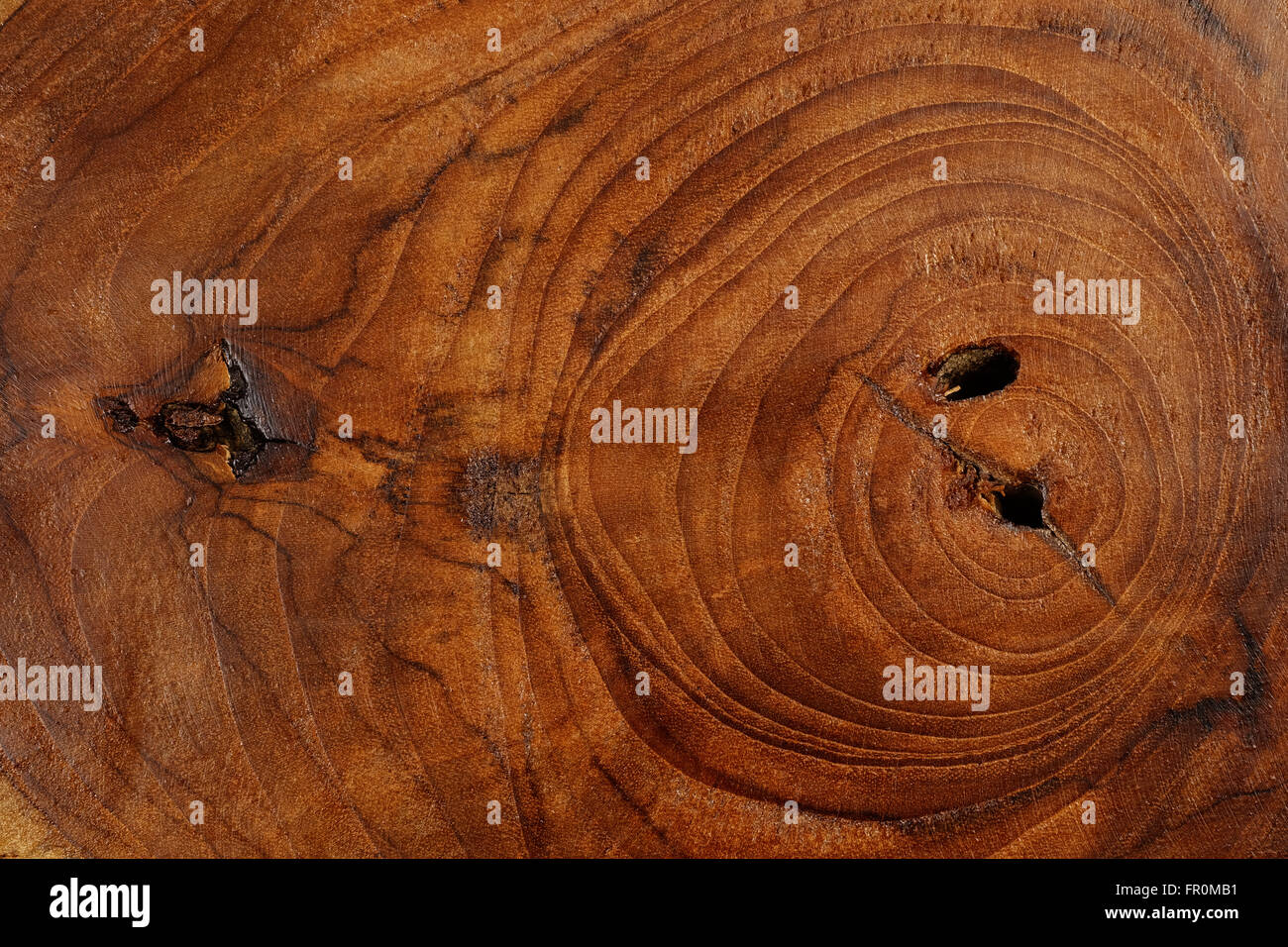 Cut tree texture hi-res stock photography and images - Alamy