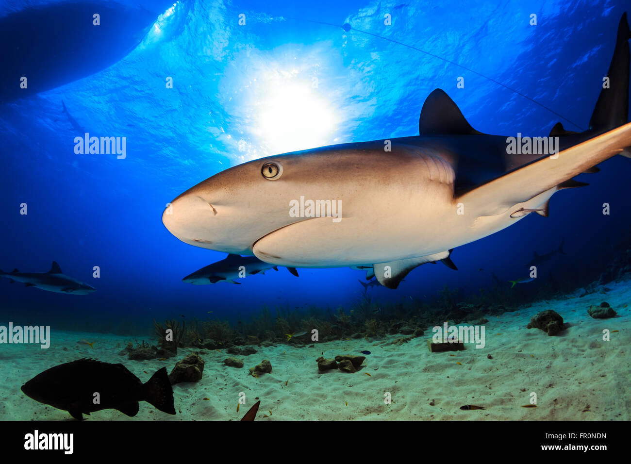 Caribbean reef shark Stock Photo - Alamy