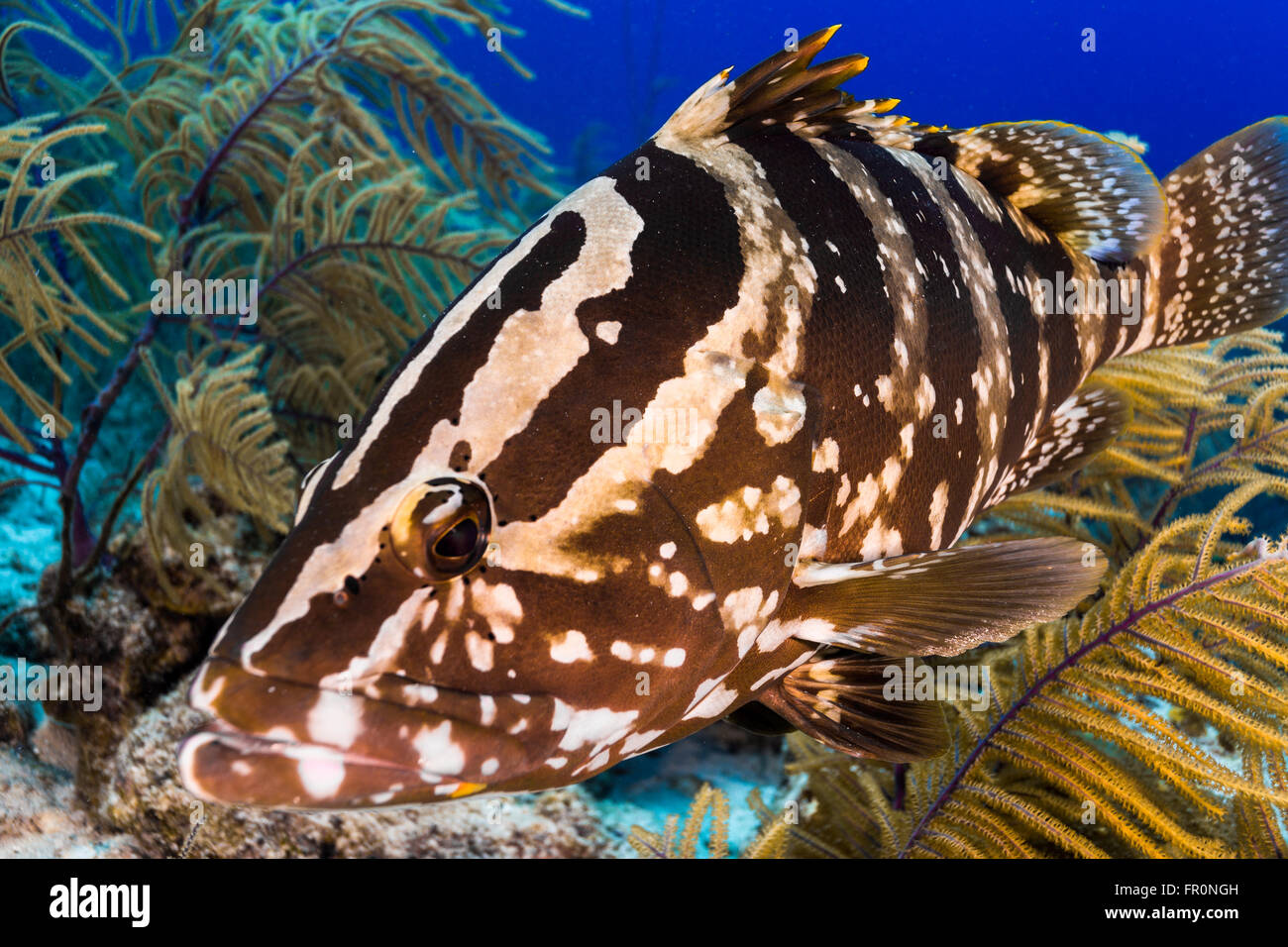 Nassau grouper fish hi-res stock photography and images - Alamy