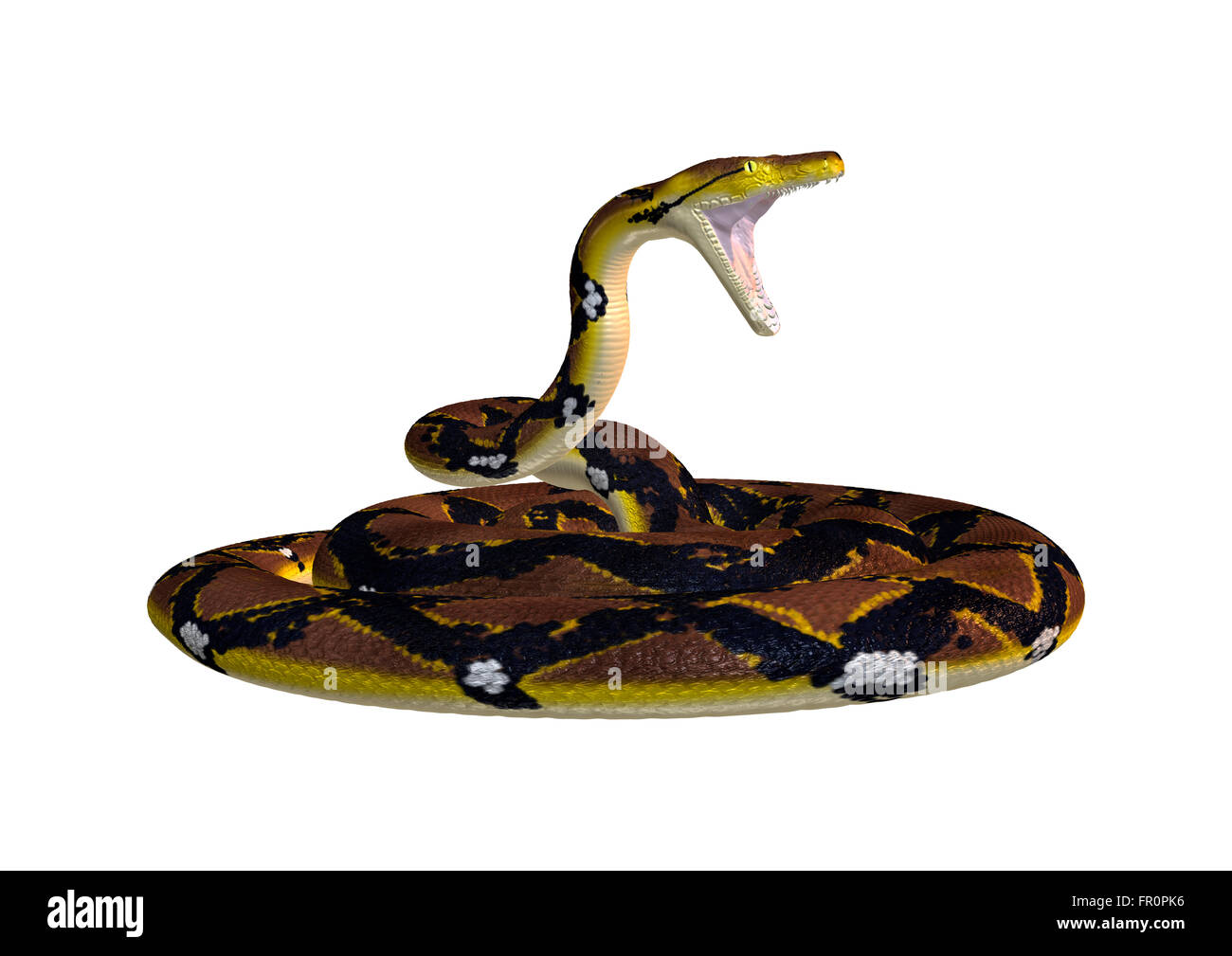 Reticulated python white background Cut Out Stock Images & Pictures - Alamy