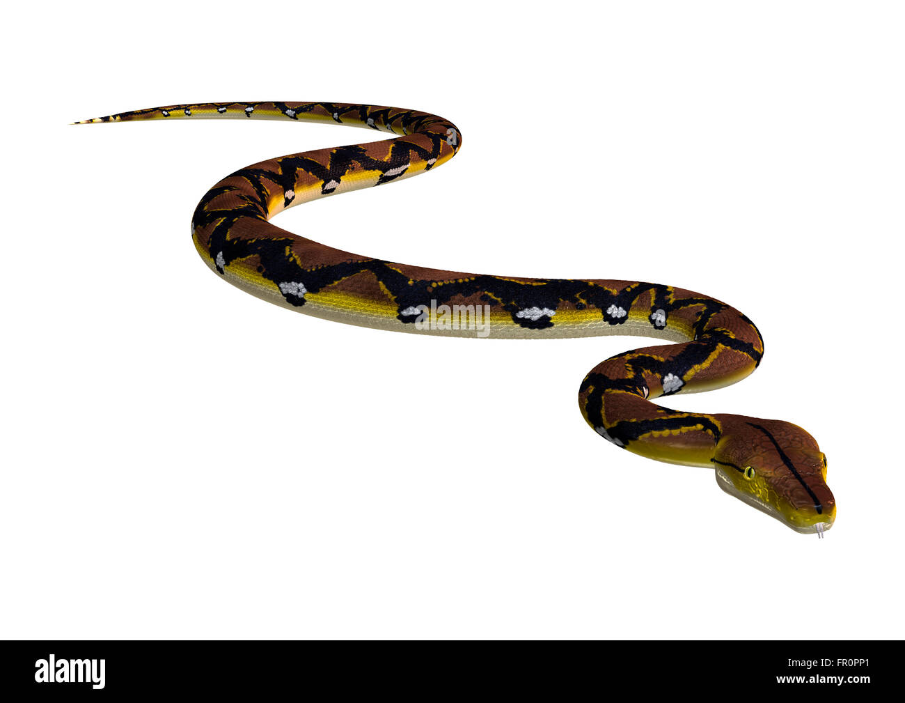 Reticulated python white background Cut Out Stock Images & Pictures - Alamy