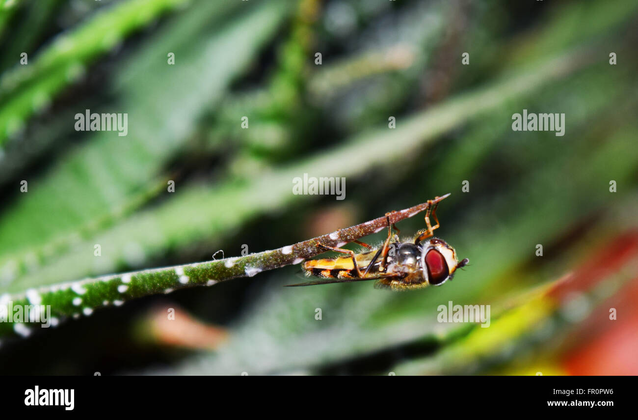 Cactus insect hi-res stock photography and images - Alamy
