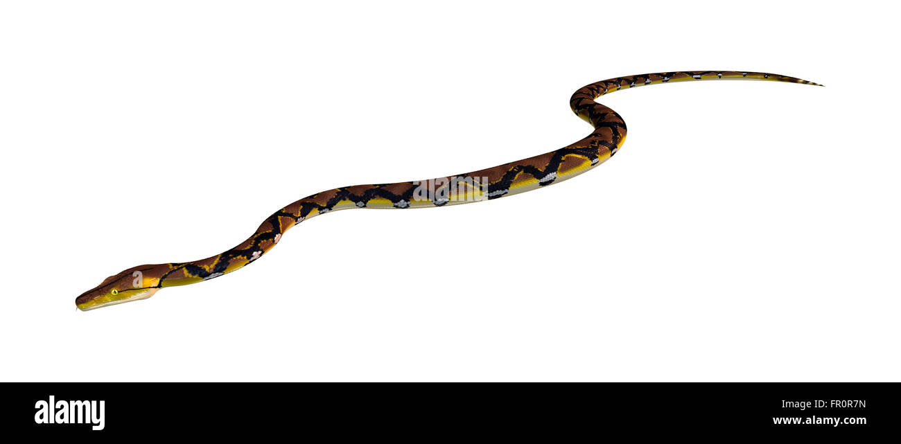 Reticulated Python Or Python Reticulatus A Species Of Python Found In 3220